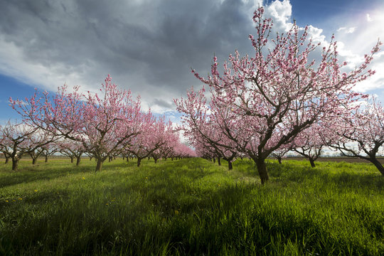 Peschi bilder – Bläddra bland 82 stockfoton, vektorer och videor ...