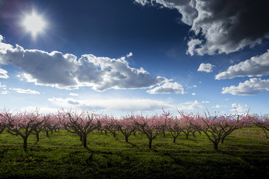 Peschi bilder – Bläddra bland 82 stockfoton, vektorer och videor ...