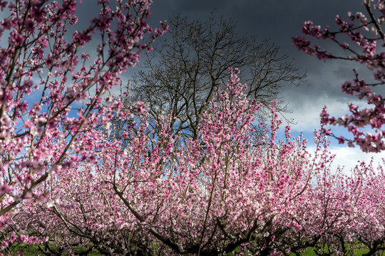 Peschi Bilder – Durchsuchen 83 Archivfotos, Vektorgrafiken und Videos ...