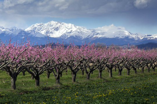 「Peschi」の画像 - 81 件の Stock 写真、ベクターおよびビデオ | Adobe Stock