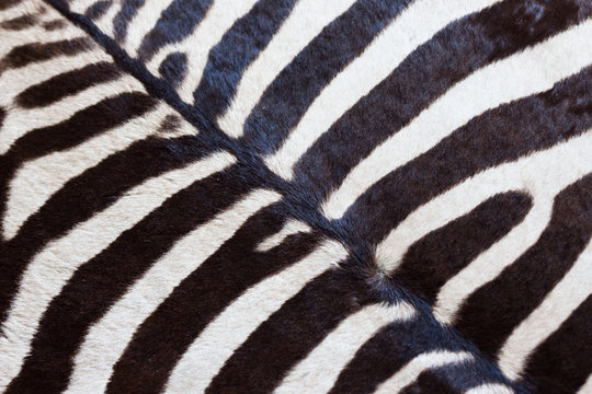 「Zebrafell」の写真素材 | 77件の無料イラスト画像 | Adobe Stock