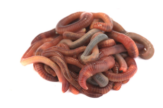 「Anguine」の写真素材 | 975件の無料イラスト画像 | Adobe Stock