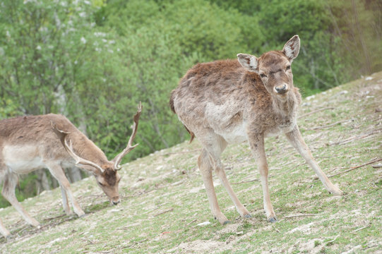 「Fusone」の写真素材 | 8件の無料イラスト画像 | Adobe Stock