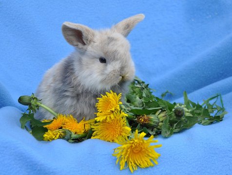 Nhd Images – Browse 248 Stock Photos, Vectors, and Video | Adobe Stock