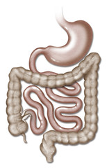 Taenia Coli Colon
