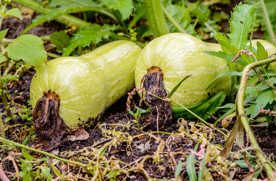 "Vegetable Marrow" Images – Browse 76,615 Stock Photos, Vectors, and ...