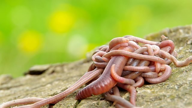 Earthworms Images – Browse 23,750 Stock Photos, Vectors, and Video ...
