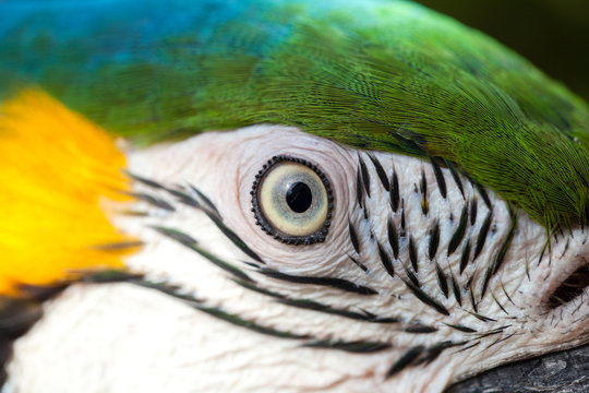 รูปภาพParot – เลือกดูภาพถ่ายสต็อก เวกเตอร์ และวิดีโอ553 | Adobe Stock
