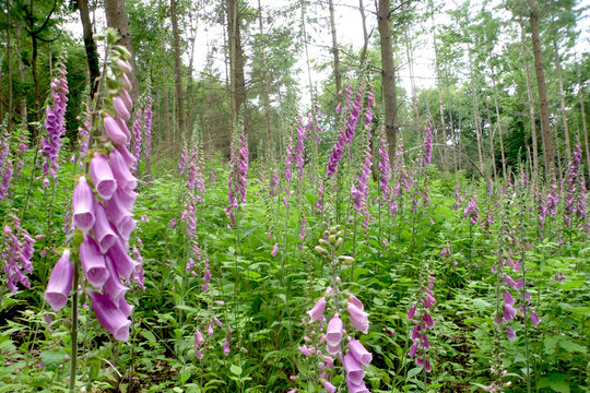 "Zygomorphe-Bilder: Stock-Fotos & -Videos. | Adobe Stock