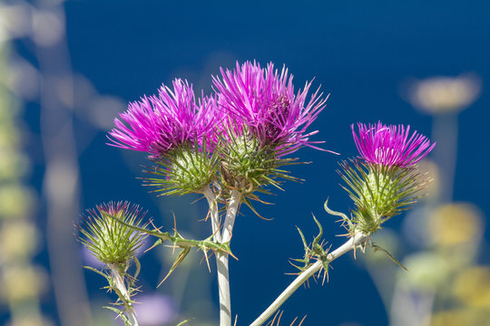 รูปภาพDistelarten – เลือกดูภาพถ่ายสต็อก เวกเตอร์ และวิดีโอ3 | Adobe Stock