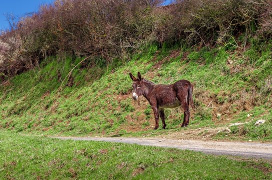 「Bourrique」の画像 - 273 件の Stock 写真、ベクターおよびビデオ | Adobe Stock