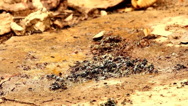 Koprophagie Bilder – Durchsuchen 242 Archivfotos, Vektorgrafiken und ...