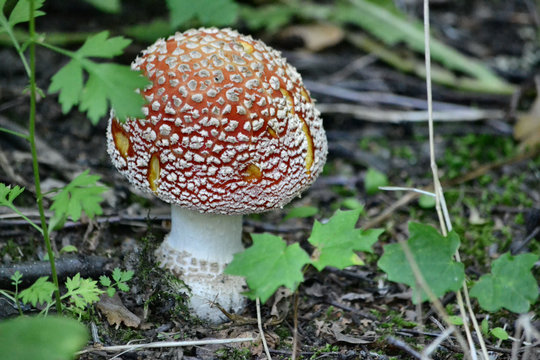 Flugsvamp Images – Browse 41 Stock Photos, Vectors, and Video | Adobe Stock