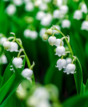 รูปภาพMuguet – เลือกดูภาพถ่ายสต็อก เวกเตอร์ และวิดีโอ45,863 | Adobe Stock