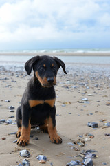 Bosseron : photos, illustrations, vecteurs et vidéos libres de droits ...