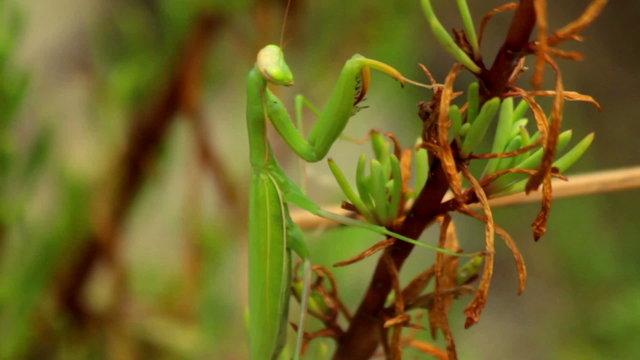 รูปภาพCampamocha – เลือกดูภาพถ่ายสต็อก เวกเตอร์ และวิดีโอ33 | Adobe Stock