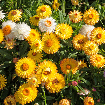 「Strohblumen」の画像 - 518 件の Stock 写真、ベクターおよびビデオ | Adobe Stock