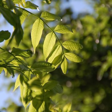 「Eschenblatt」の写真素材 | 74件の無料イラスト画像 | Adobe Stock