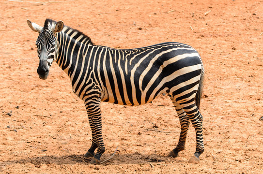 「Zeebra」の画像 - 75 件の Stock 写真、ベクターおよびビデオ | Adobe Stock