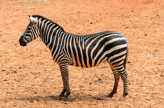 「Zeebra」の画像 - 75 件の Stock 写真、ベクターおよびビデオ | Adobe Stock