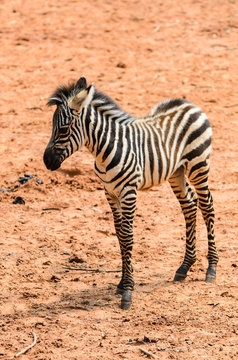 「Zeebra」の画像 - 75 件の Stock 写真、ベクターおよびビデオ | Adobe Stock