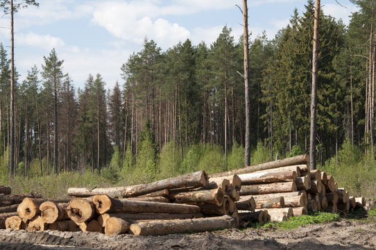 "Wood Harvesting" Images – Browse 429 Stock Photos, Vectors, and Video ...