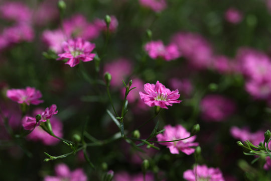 Filligran bilder – Bläddra bland 173 stockfoton, vektorer och videor ...