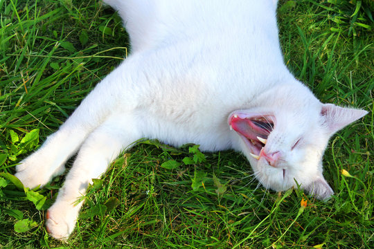 Katzengebiss-Bilder: Stock-Fotos & -Videos. | Adobe Stock