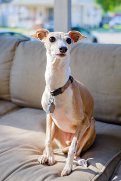 "Italian Greyhound" Images – Browse 5,392 Stock Photos, Vectors, and ...