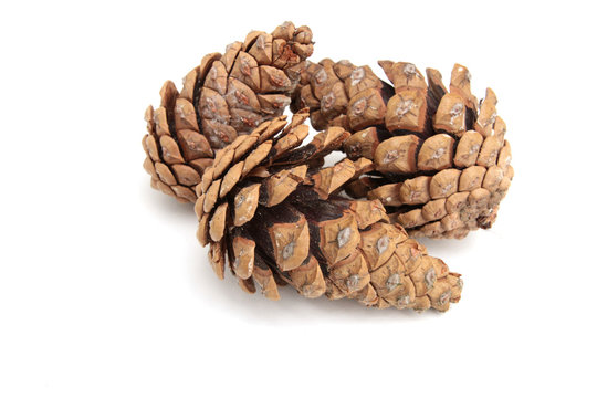 รูปภาพ"Pommes De Pin" – เลือกดูภาพถ่ายสต็อก เวกเตอร์ และวิดีโอ2,057 ...