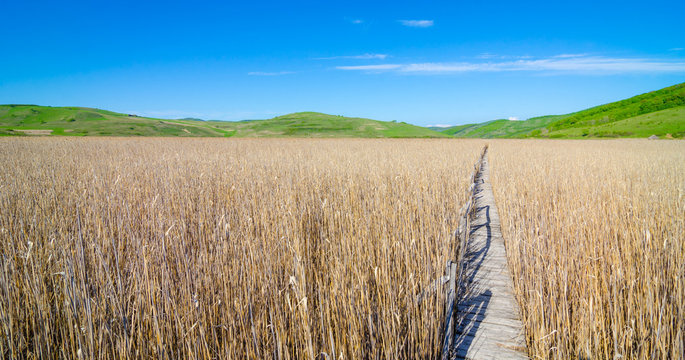 Reed Field Images – Browse 129,419 Stock Photos, Vectors, and Video ...