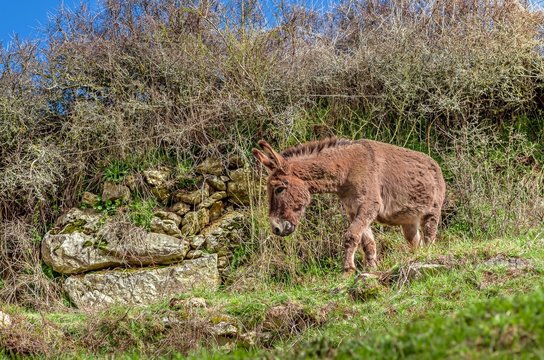 Bourrique Bilder – Durchsuchen 273 Archivfotos, Vektorgrafiken und ...