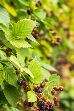 Brombeerhecke Images – Browse 93 Stock Photos, Vectors, and Video ...