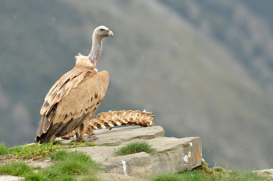 Aasgeier Bilder – Durchsuchen 7,029 Archivfotos, Vektorgrafiken und ...