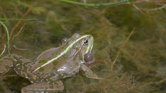 Batracian Images – Browse 81 Stock Photos, Vectors, and Video | Adobe Stock