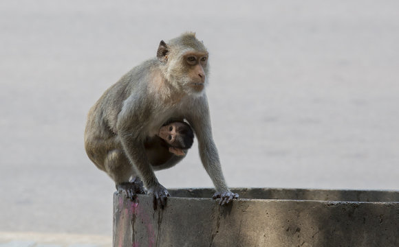 Affenbaby bilder – Bläddra bland 715 stockfoton, vektorer och videor ...