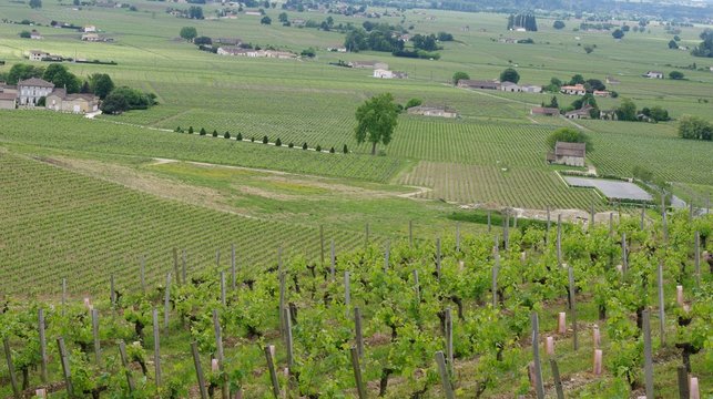 "Champ De Vigne" Bilder – Durchsuchen 284 Archivfotos, Vektorgrafiken ...