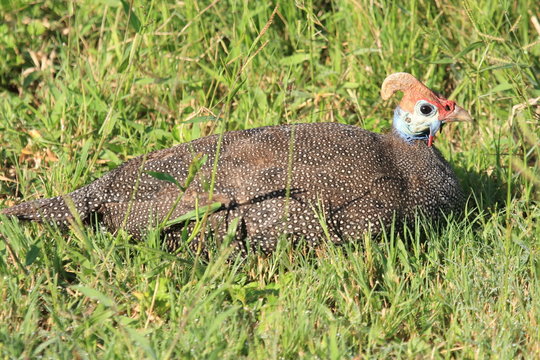 「Faraona」の写真素材 | 129件の無料イラスト画像 | Adobe Stock