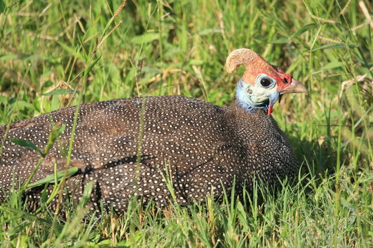 Faraona 이미지 – 찾아보기 129 스톡 사진, 벡터 및 비디오 | Adobe Stock