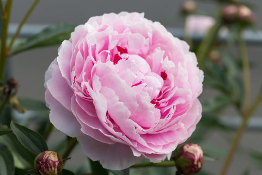 รูปภาพBauernrose – เลือกดูภาพถ่ายสต็อก เวกเตอร์ และวิดีโอ680 | Adobe Stock