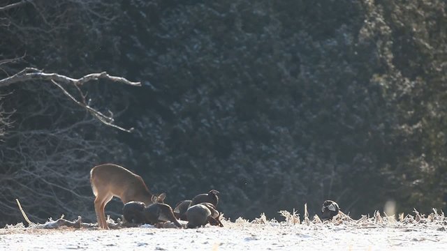 Deer Turkey Images – Browse 2,423 Stock Photos, Vectors, and Video ...