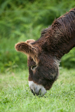 Bourrique Bilder – Durchsuchen 273 Archivfotos, Vektorgrafiken und ...