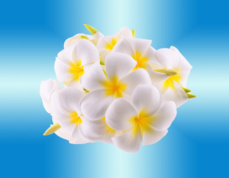 Chafa Images – Browse 57 Stock Photos, Vectors, and Video | Adobe Stock