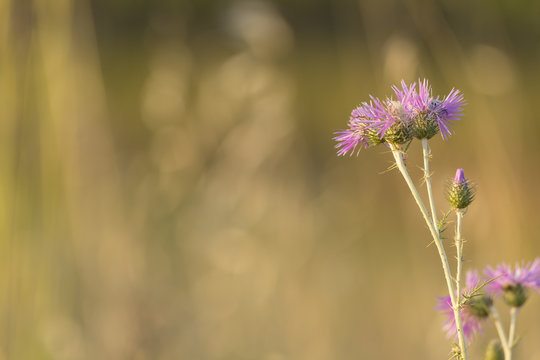 Estivi Images – Browse 833 Stock Photos, Vectors, and Video | Adobe Stock