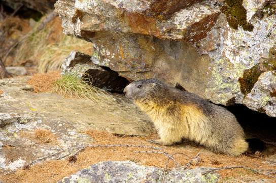 Topolone Immagini - Sfoglia 243 foto, vettoriali e video Stock | Adobe ...