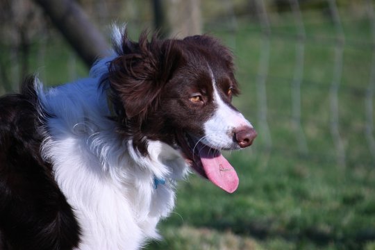 Brown Springer Spaniel Border Collie Mix