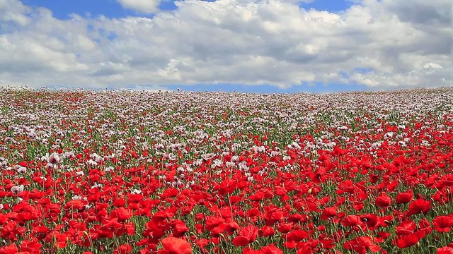 Violeta Images – Browse 10,928 Stock Photos, Vectors, and Video | Adobe ...