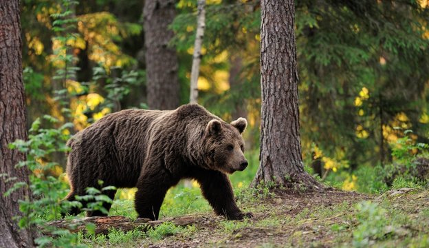 "Bear In Forest" Images – Browse 676 Stock Photos, Vectors, and Video ...