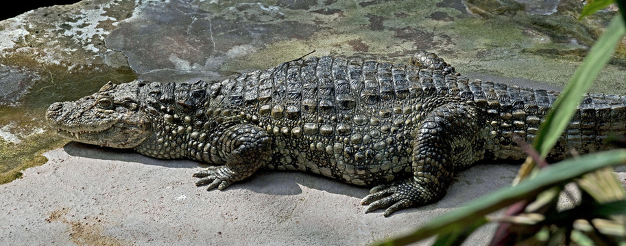 Broad-Nosed Images – Browse 363 Stock Photos, Vectors, and Video ...