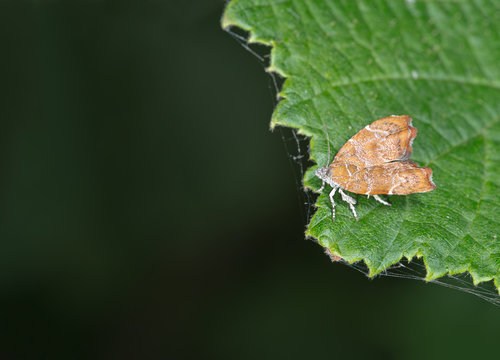 Skeletonizer Bilder – Durchsuchen 48 Archivfotos, Vektorgrafiken und ...